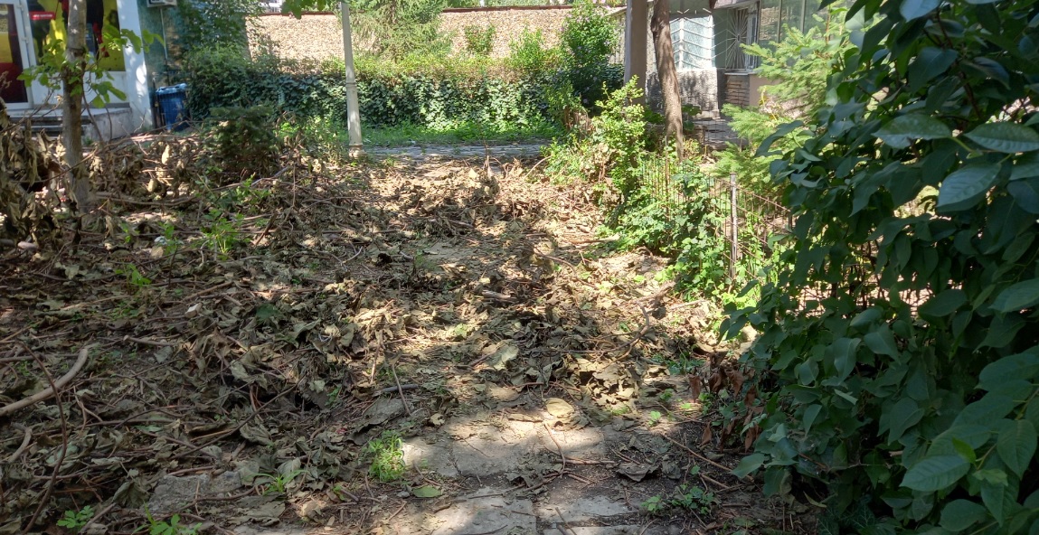 Atenție, cad copaci! - Ziarul Comunitatea